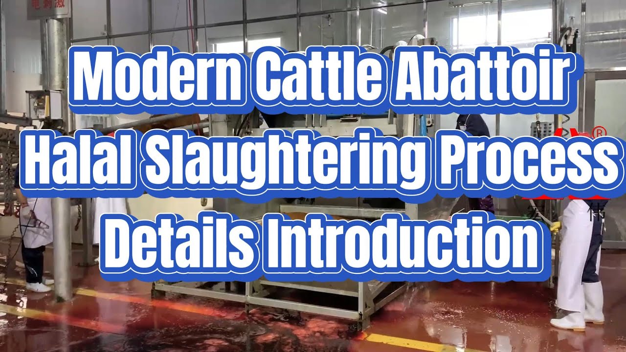 Cattle Abattoir Slaughtering Process Details Introduction Turnkey ...