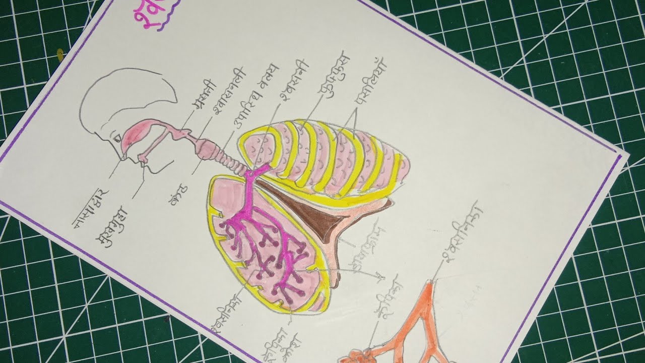 How to draw respiratory system / Human respiratory system drawing ...