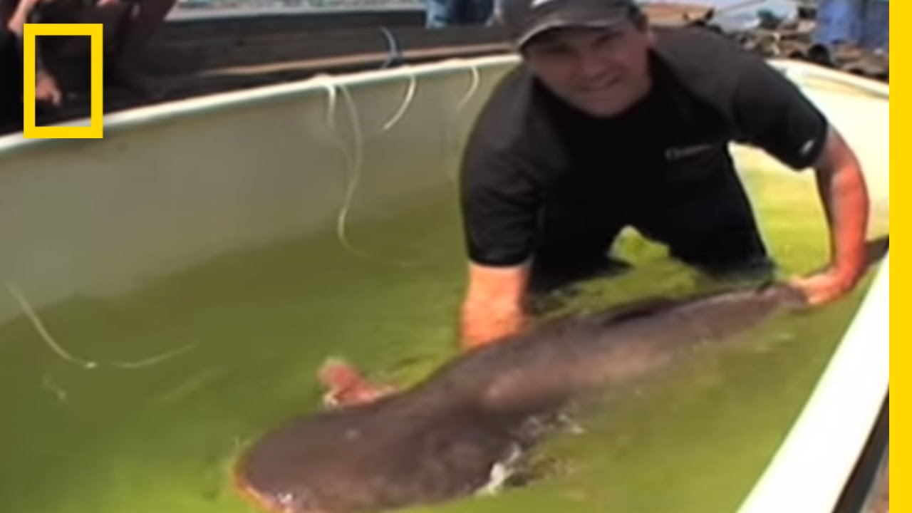 River Catfish Release | National Geographic - YouTube