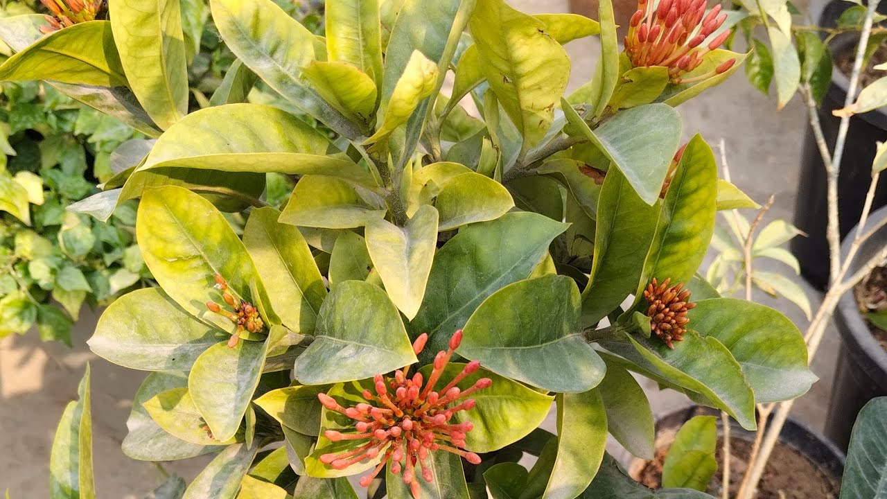 Exora plant per is फैटिलाइजर से होगी बंपर फ्लावरिंग #कोन सा फैटिलाइज़र ...