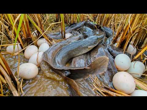 WOW amazing fishing - picking lots of duck eggs and catching fish in the rice field