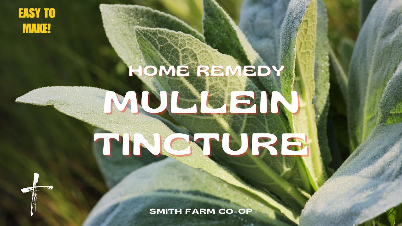 DIY Mullein Tincture - Natural Remedy You Can Make at Home - YouTube