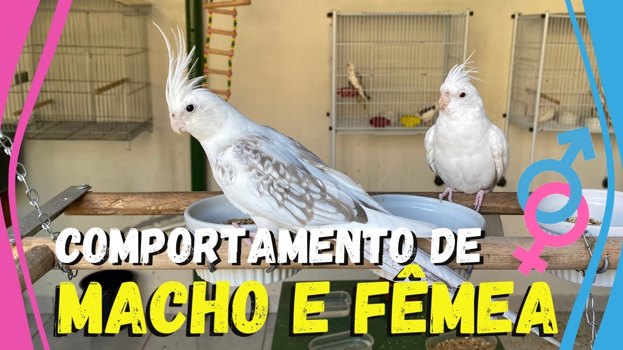 COMO SABER SE A CALOPSITA É MACHO OU FÊMEA PELO COMPORTAMENTO - YouTube
