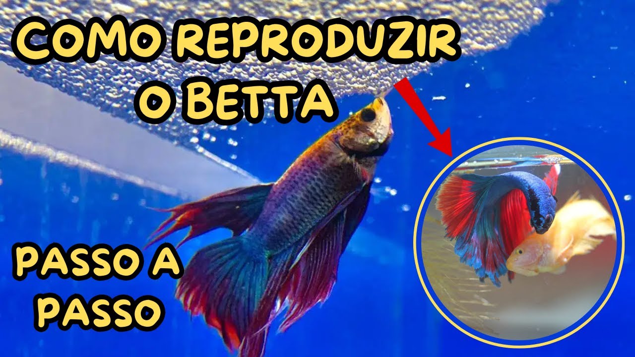 COMO CRIAR (REPRODUZIR) BETTAS PASSO A PASSO - YouTube