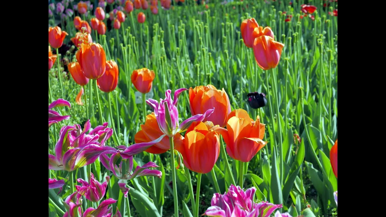 Panasonic LX100 UHD video : Singu University Botanical Garden on ...