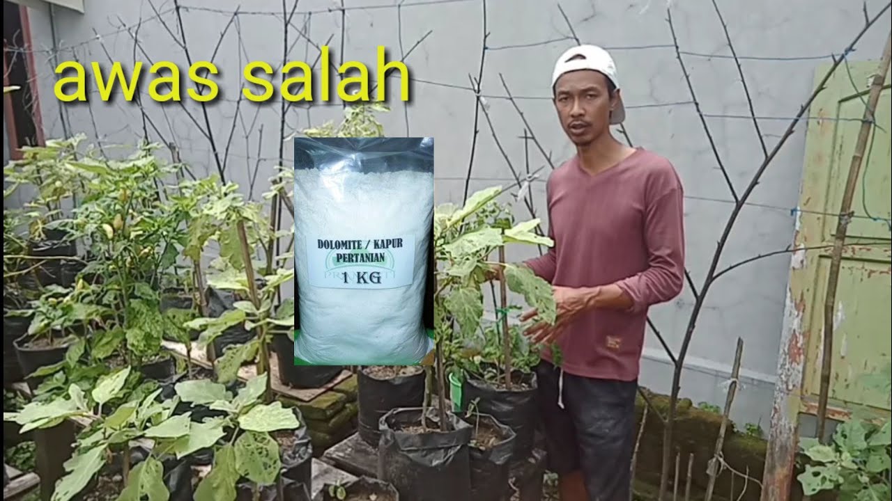 10 manfaat kapur dolomit untuk tanaman, dan cara pengaplikasiannya ...