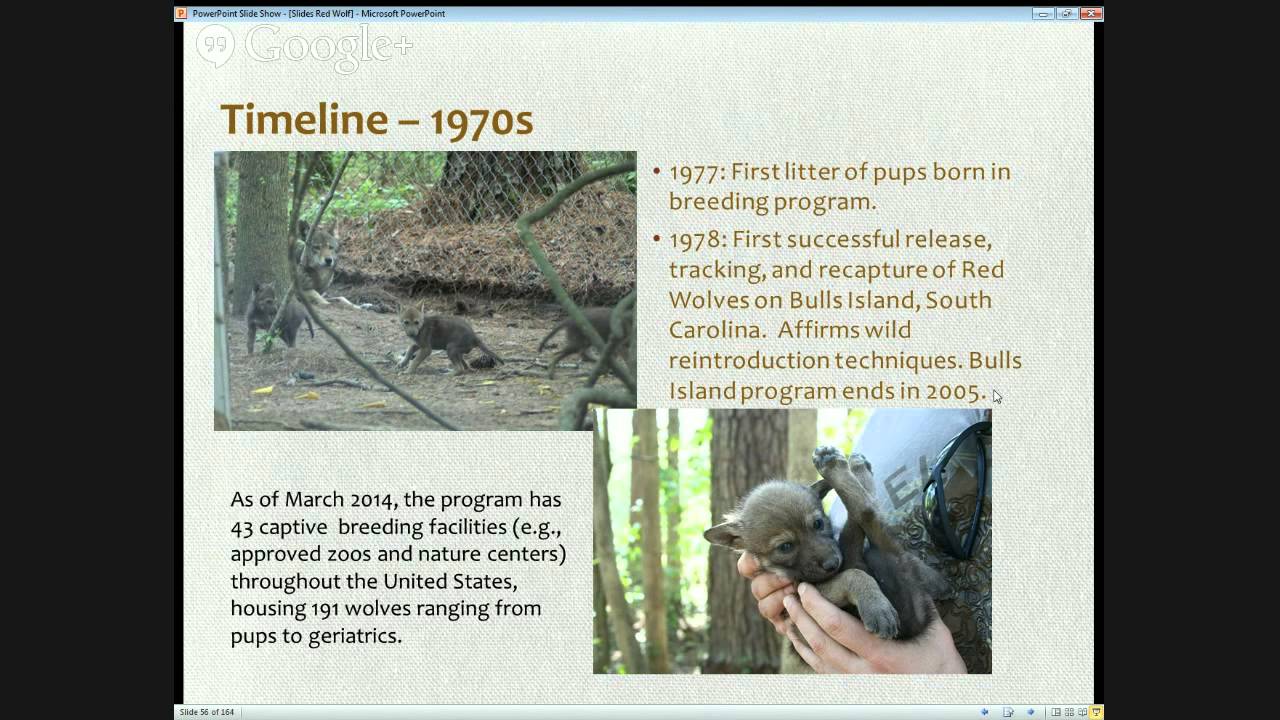 Simulation: Reintroduction of Red Wolf to the Central Appalachian ...