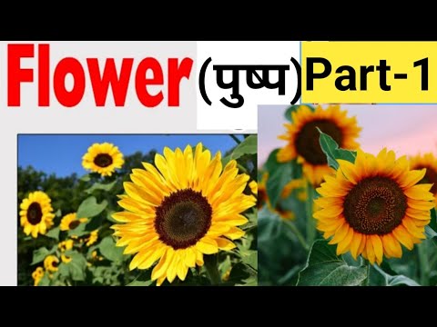 फूल के भाग। Parts Of Flower,Structure Of Flower। Function Of Flower ...