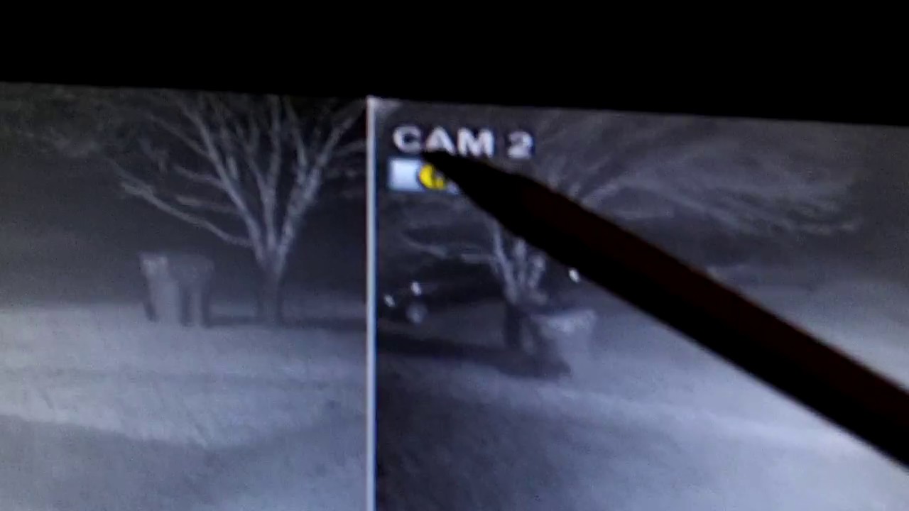 Spiders in cold winter weather at below freezing temperatures 2. - YouTube