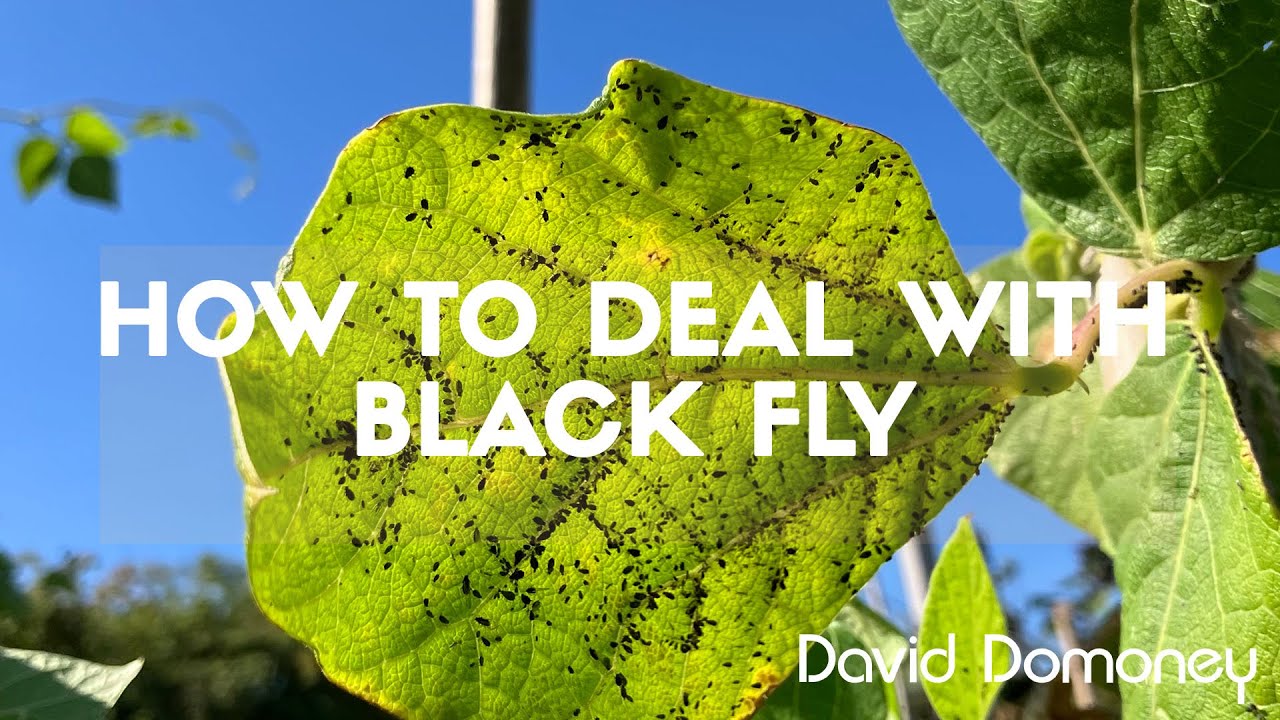 How to deal with black fly in the garden with David Domoney - YouTube