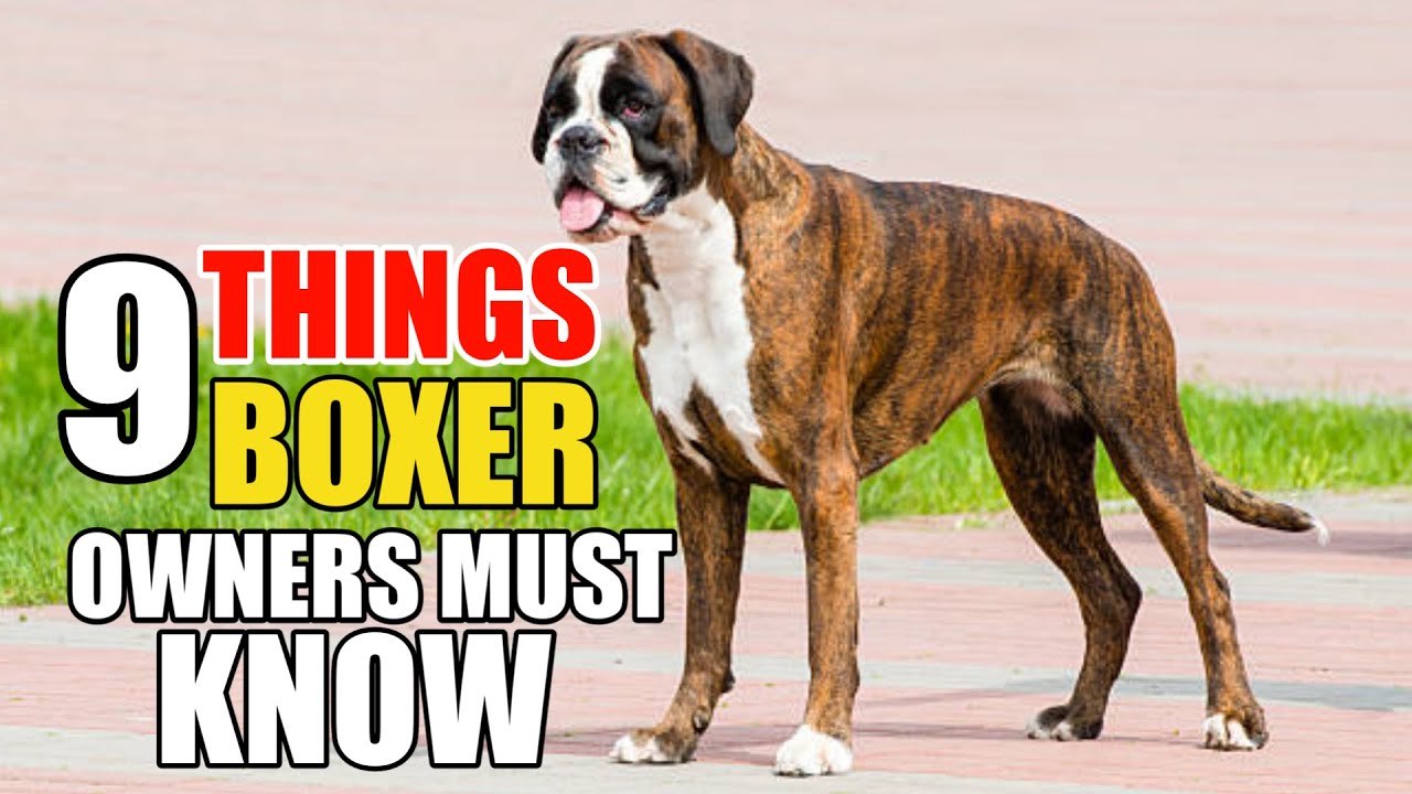 9 Things Boxer dog Owners Must Know / boxer dog - YouTube