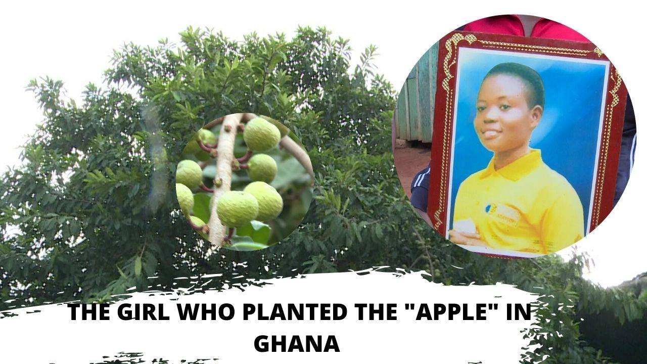 GHANA'S FIRST APPLE TREE AND HISTORY OF THE GIRL WHO PLANTED IT - YouTube