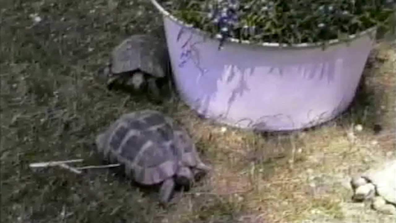 Angry turtle shows an amazing behavior - FUNNY - YouTube
