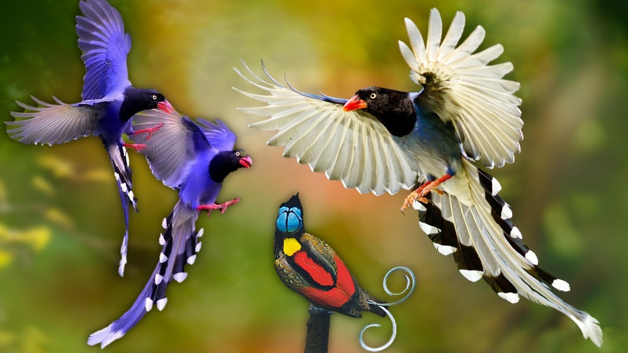 Amazing Birds 🐔🌿🐦🌿🦆🌿🦉 - YouTube