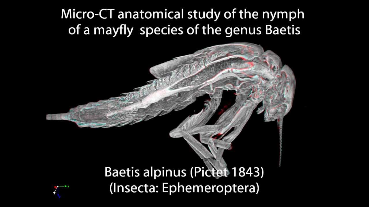 3D micro-CT study of the anatomy of the nymph of the mayfly Baetis ...