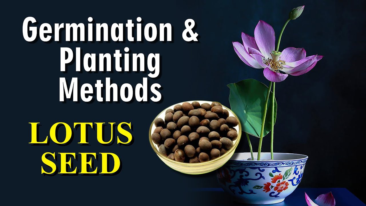 Lotus Seeds Planting | Germination Methods Complete Video - YouTube