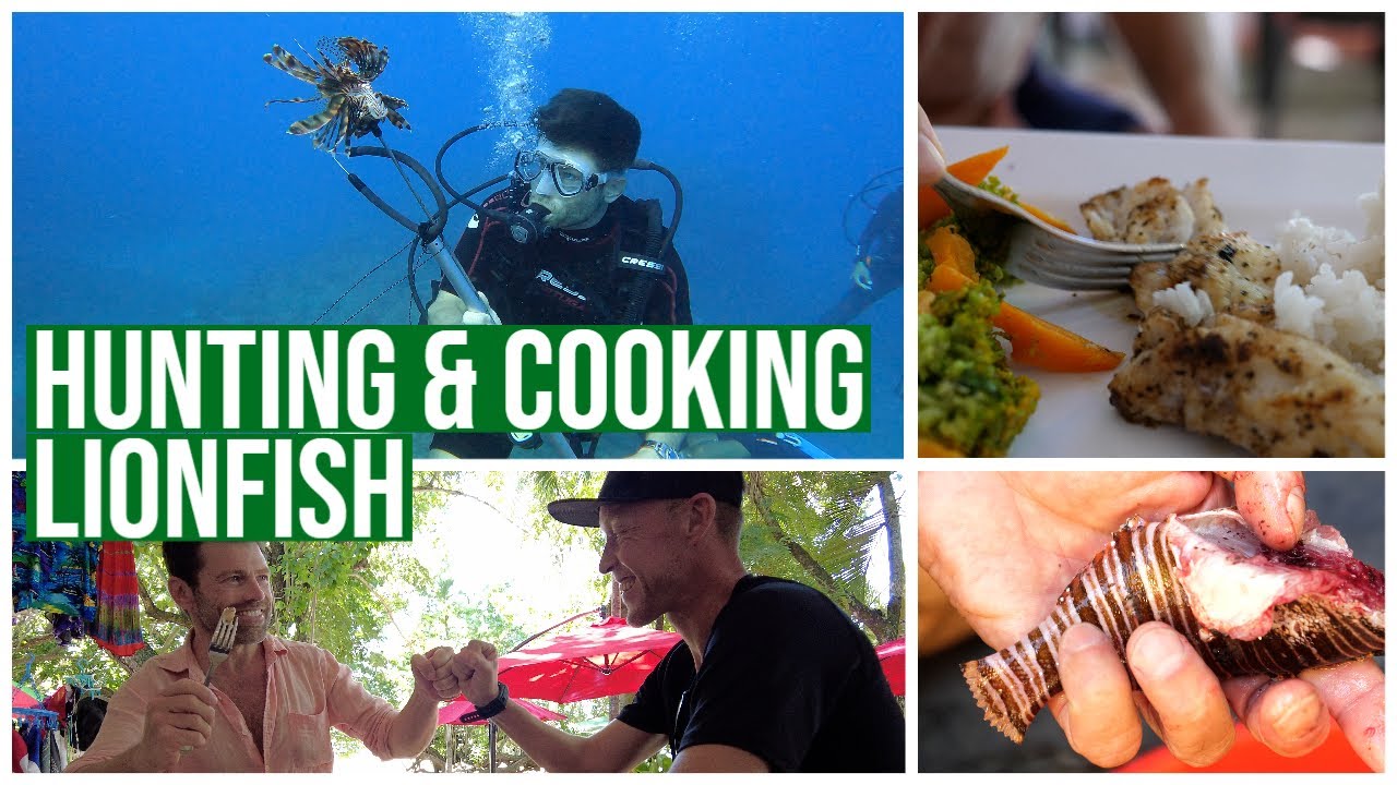 Hunting & cooking Lionfish, the invasive species of the Caribbean - YouTube
