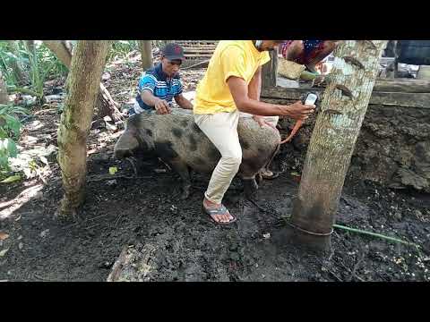 Kawin Suntik / Inseminasi Buatan pada 🐷