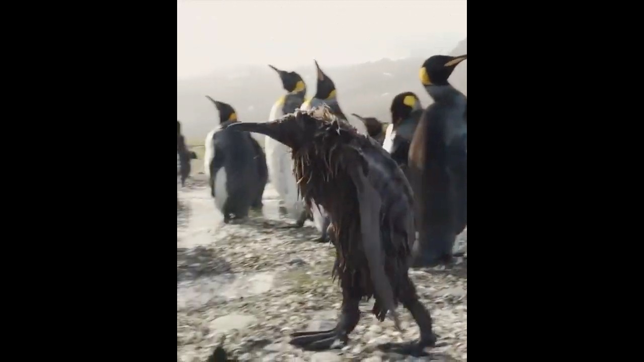 Awkward adolescent penguin chick walked on South Georgia Island. | IVC ...