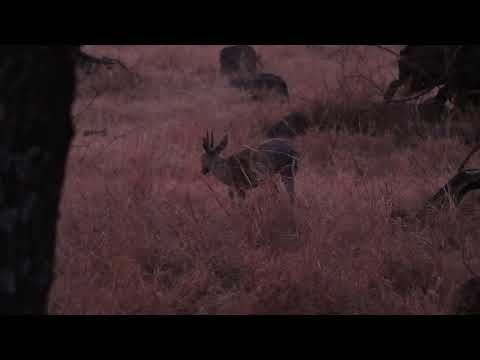 Common Duiker Just After Sunset Part 1 [UNEDITED][WITH SOUND]