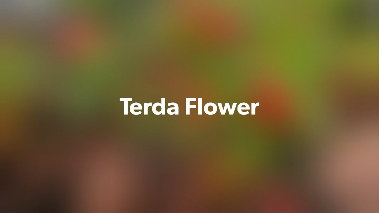 Terda | Impatiens balsamina | Flower - YouTube