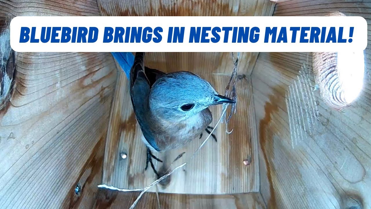 Female Bluebird Brings In Nesting Material! - YouTube