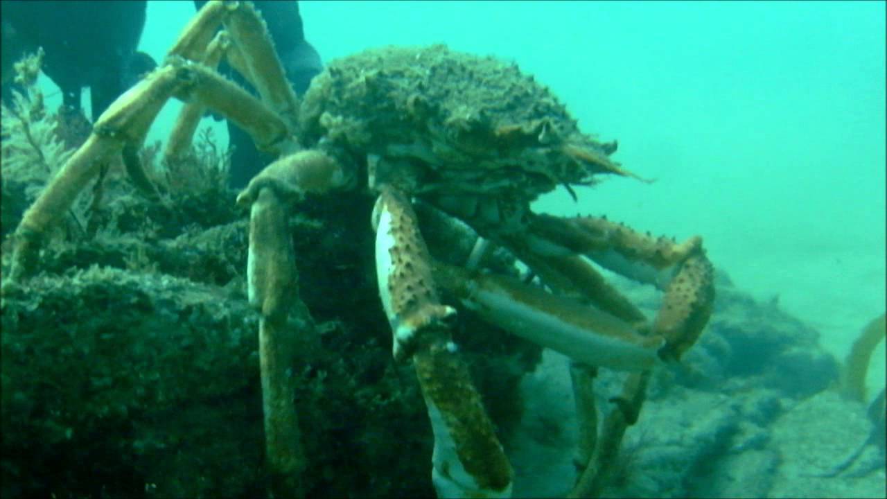 A very pleasant weeks SCUBA diving with Kennack Diving - YouTube