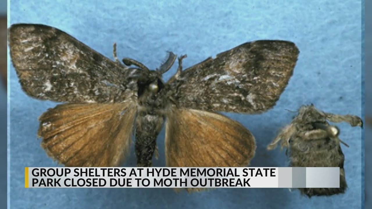 Moth outbreak closes Hyde state park group shelters - YouTube