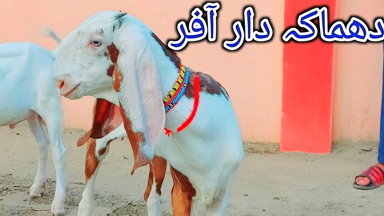 How to new aptdate Rajanpuri gulabi parot face bakryan 14500ki hisab si ...