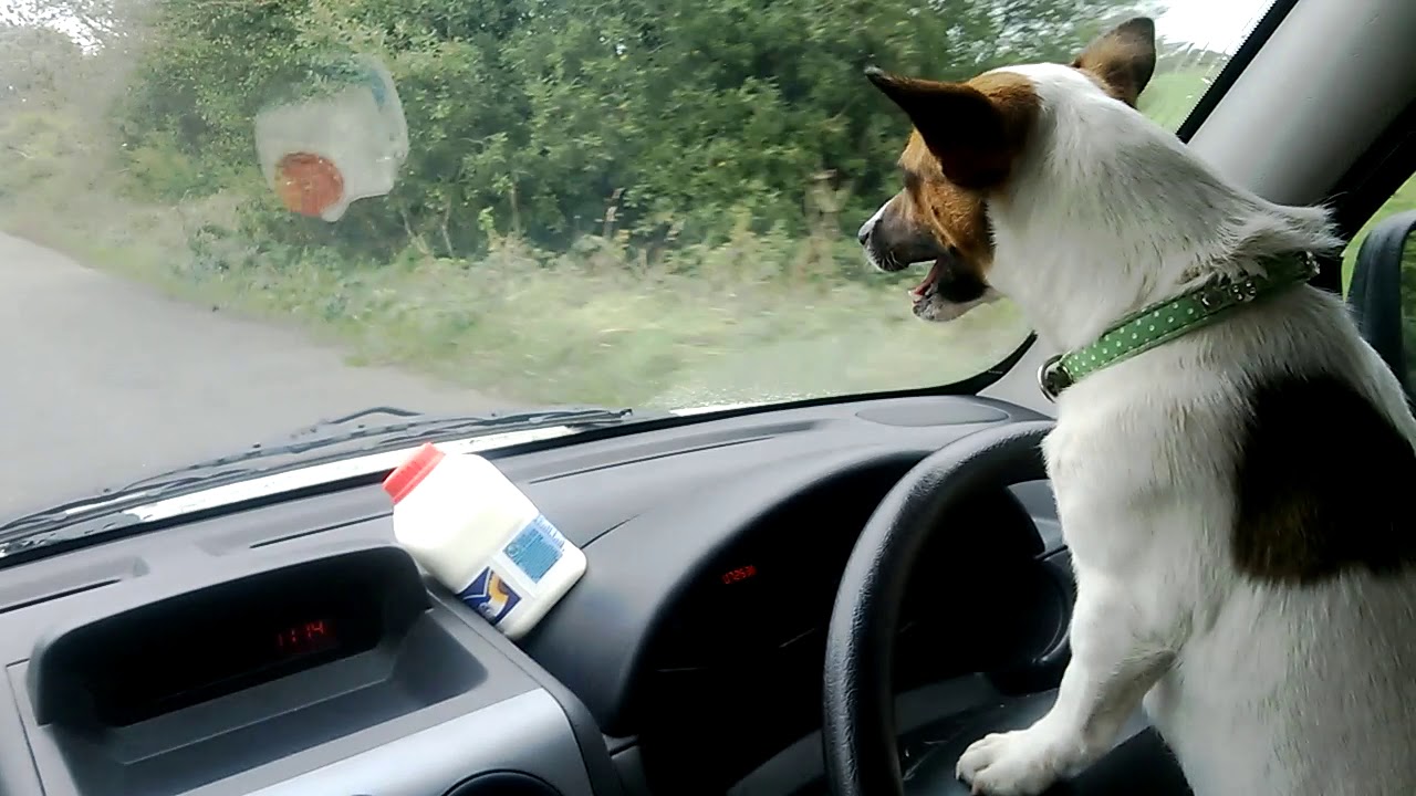 Jack Russell driving - YouTube