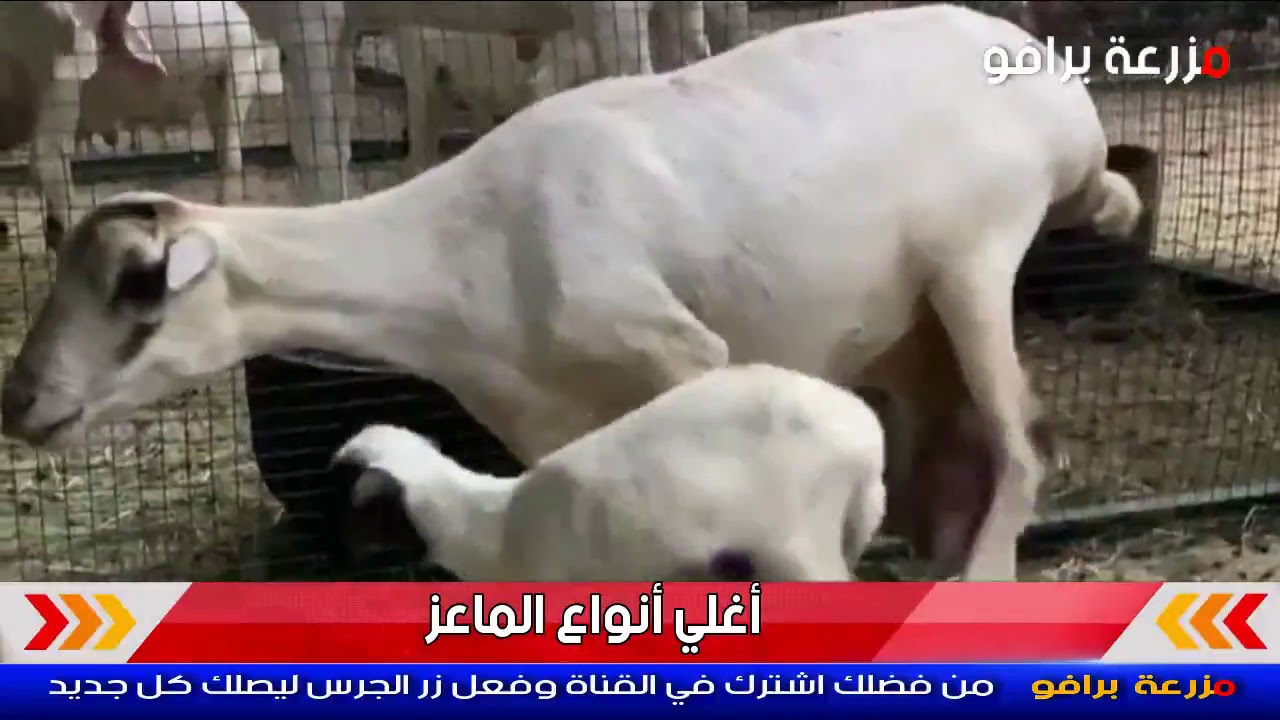 تربية الماعز أغلي أنواع الماعز والأغنام في العالم يخليك مليونير في سنة Youtube