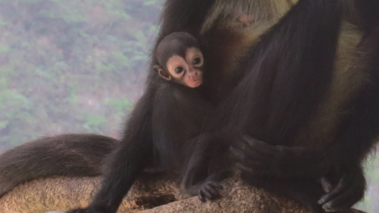 Cría de mono araña nace en el Cañón del Sumidero, Chiapas - YouTube