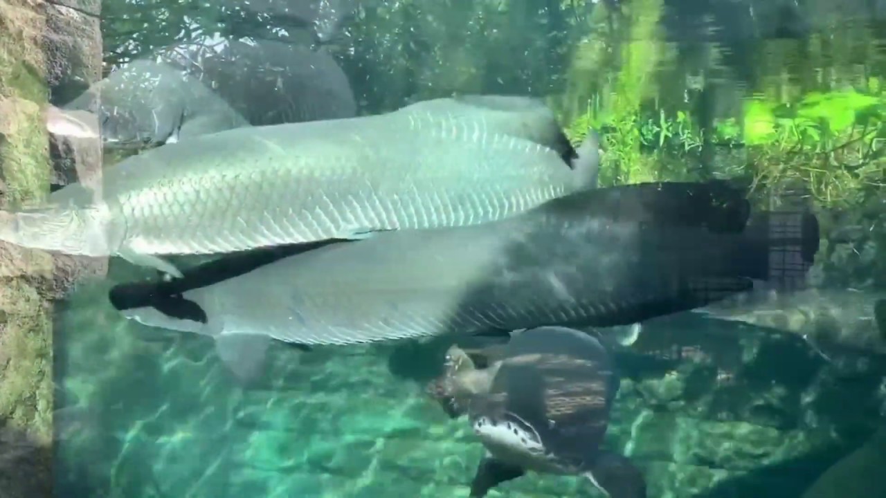 ARAPAIMA GIGAS kolam arwana super red - YouTube