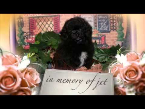 In memory of jet the best friend ever - YouTube