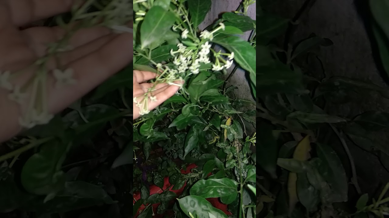 RATRANI PLANT - YouTube