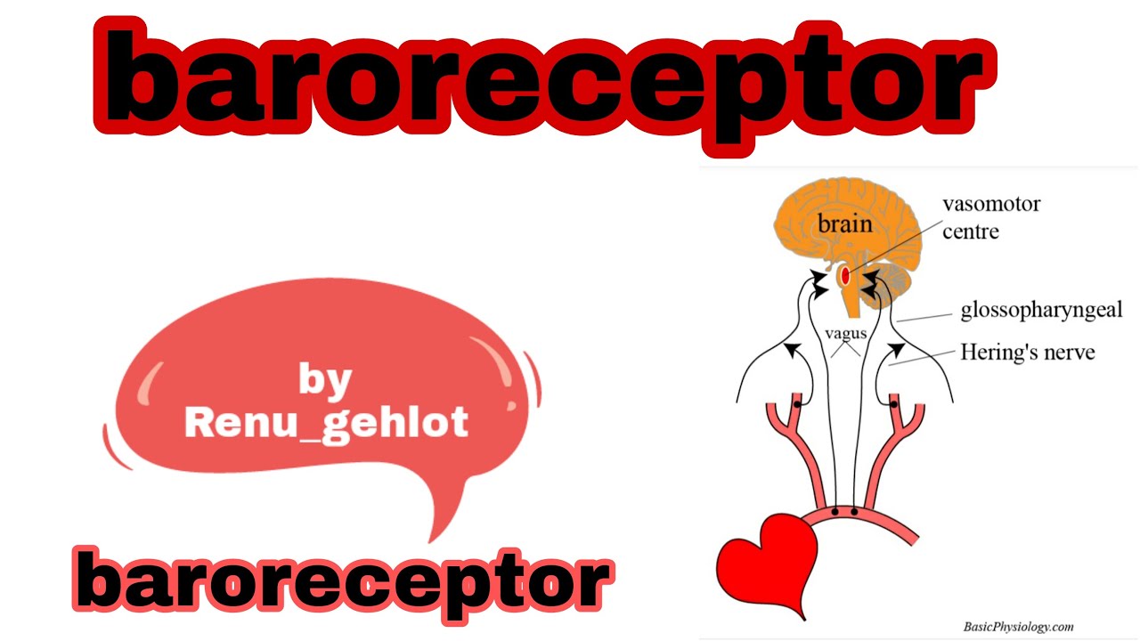 Baroreceptor and baroreceptor reflex control of blood pressure ...