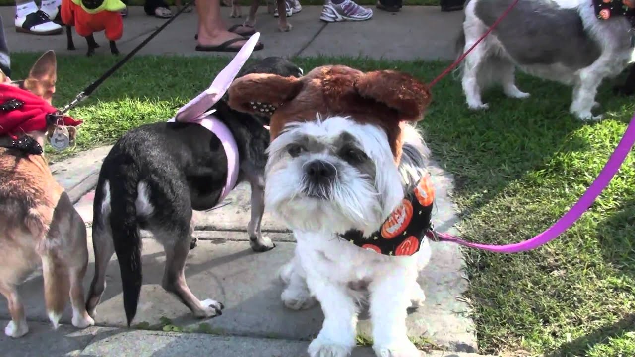 Toby Turner Heely Fail #3 and Dogs in Costumes - YouTube