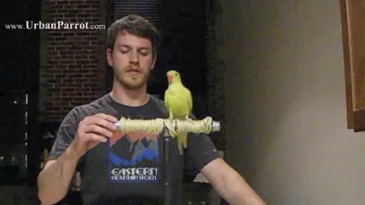 HOW TO MAKE: Portable Parrot Perch - YouTube