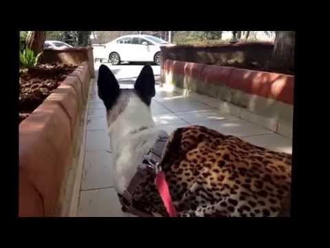 Cukulat 564-Gave his Food to friend Bella Cat!-Yemegi ni arkadasi Bella Kedi ye verdi!