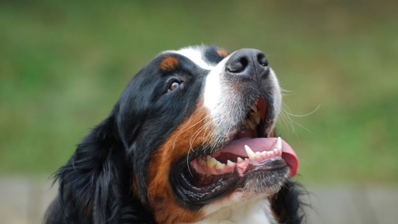 Bernese Mountain Dog and Canine Weight Management - YouTube