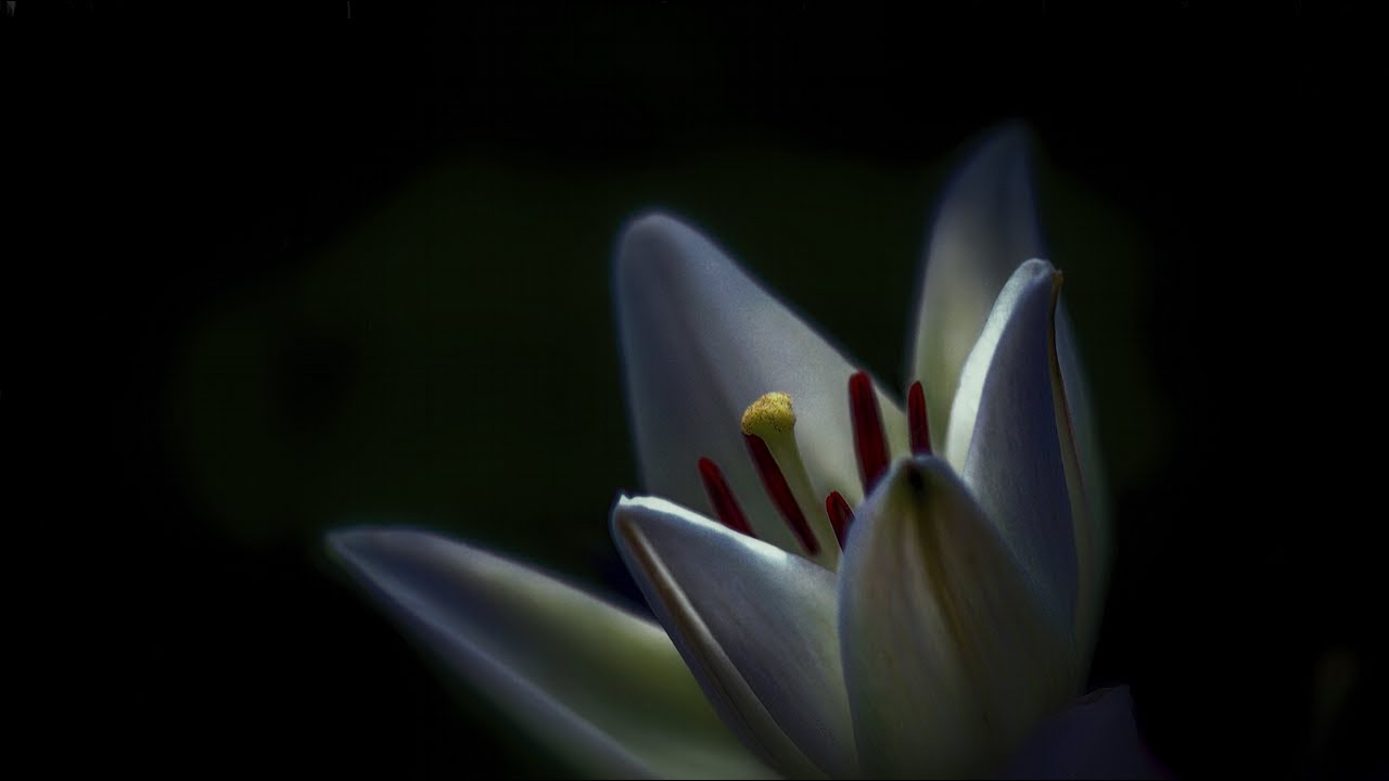 Christ the King Lutheran | Storbakken Funeral, 2021 - YouTube