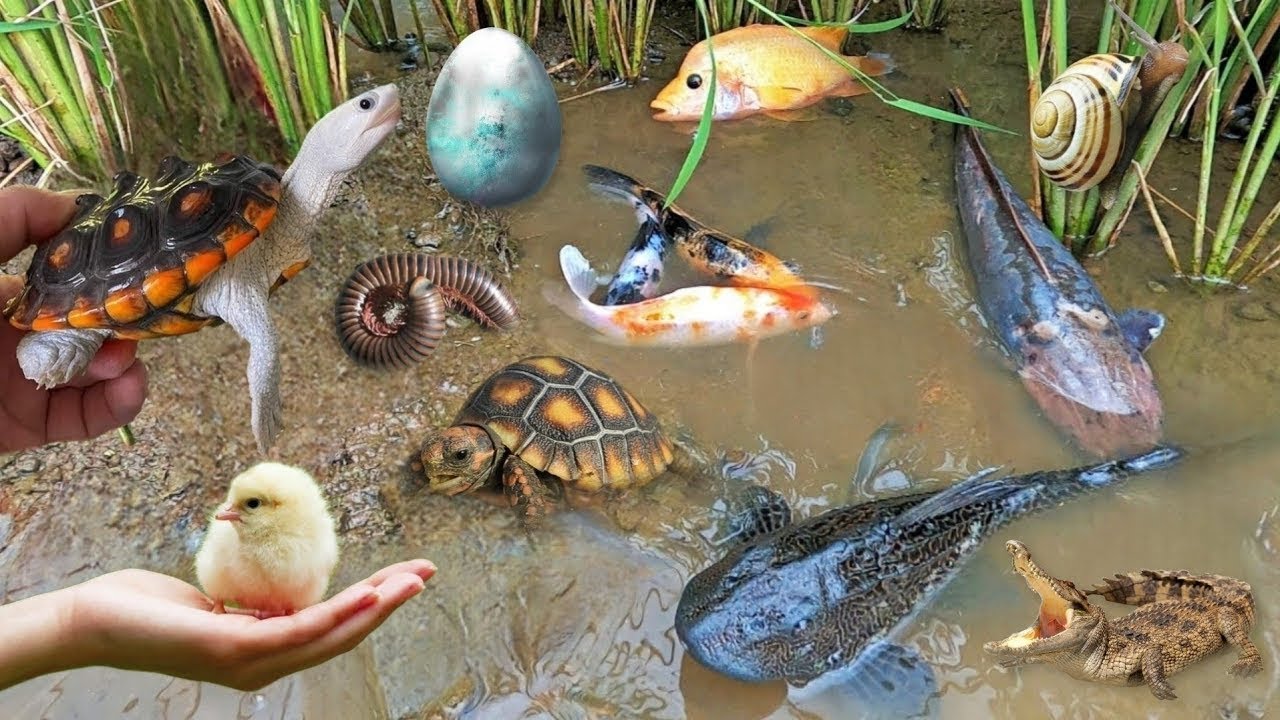 So Amazing.. Catching Colorful Betta Fish In The River, Giant Catfish ...