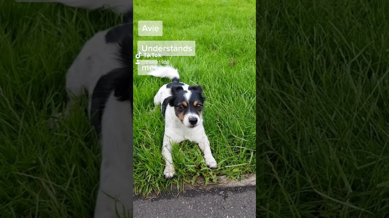 The nodding dog - YouTube