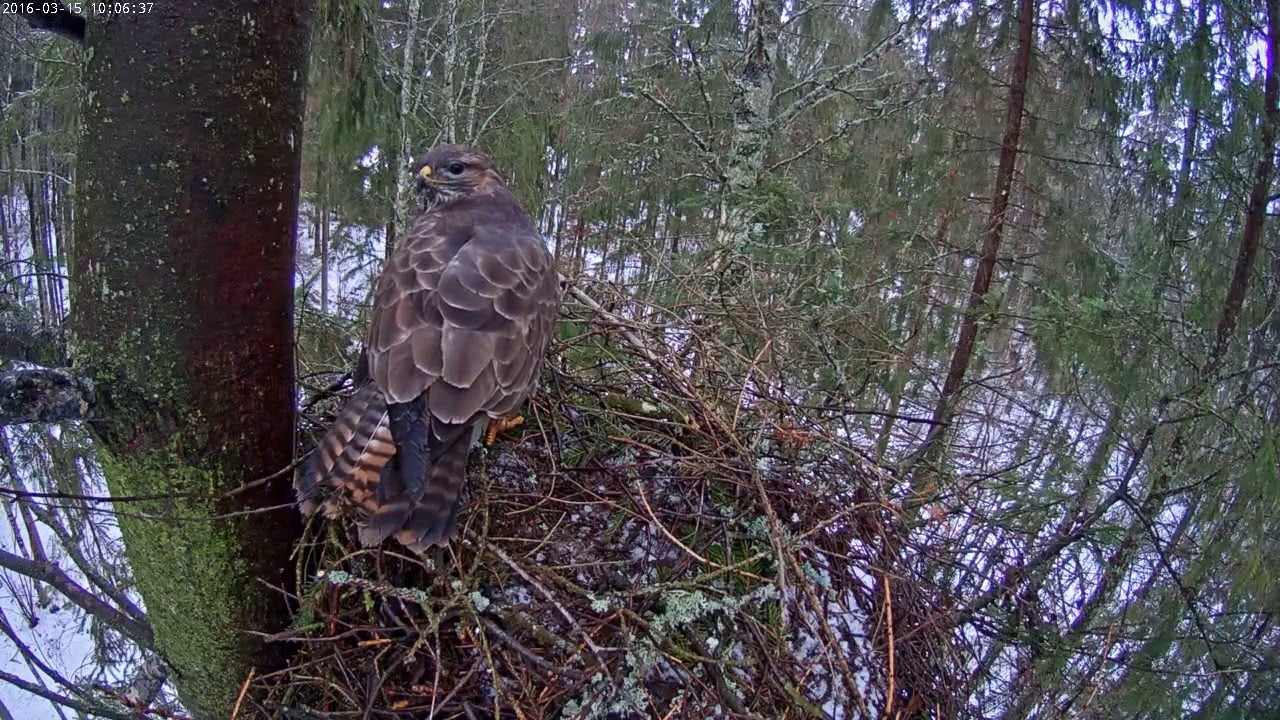 Estonian Buzzard Cam ~ The sounds of the forest, 2016-03-15, 10:05 ...