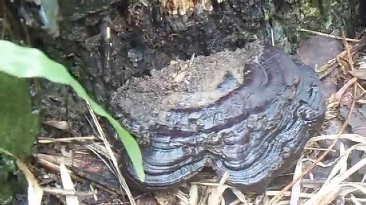 YULI AOMC cure ganoderma disease on oil palm tree. - YouTube