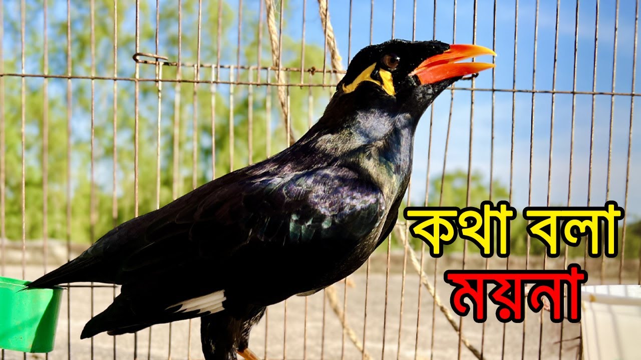 দেখুন ময়না পাখি কিভাবে মানুষের মতো কথা বলে। kotha bola moyna pakhi। Talking birds।। pet birds ...