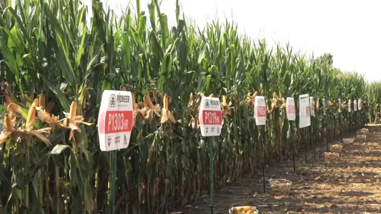 Seed Field Day Gives Growers Updates On Latest Corn Varieties - YouTube
