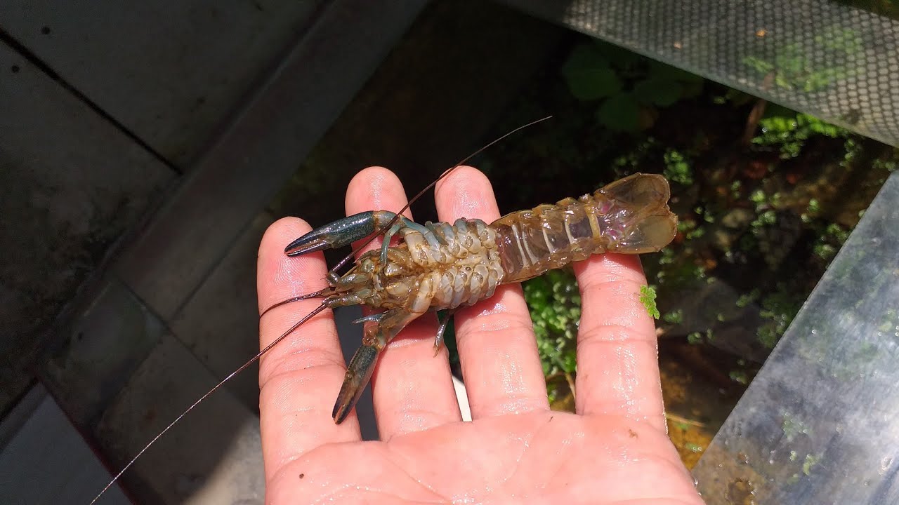 MOLTING CRAYFISH - LIVE AUSTRALIAN RED CLAW #crayfish #crawfish # ...