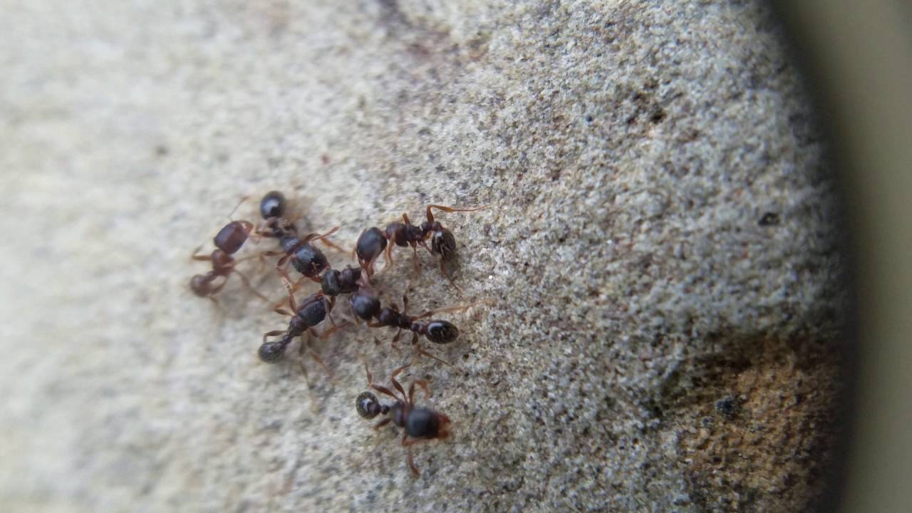 Ant territorial battle - YouTube
