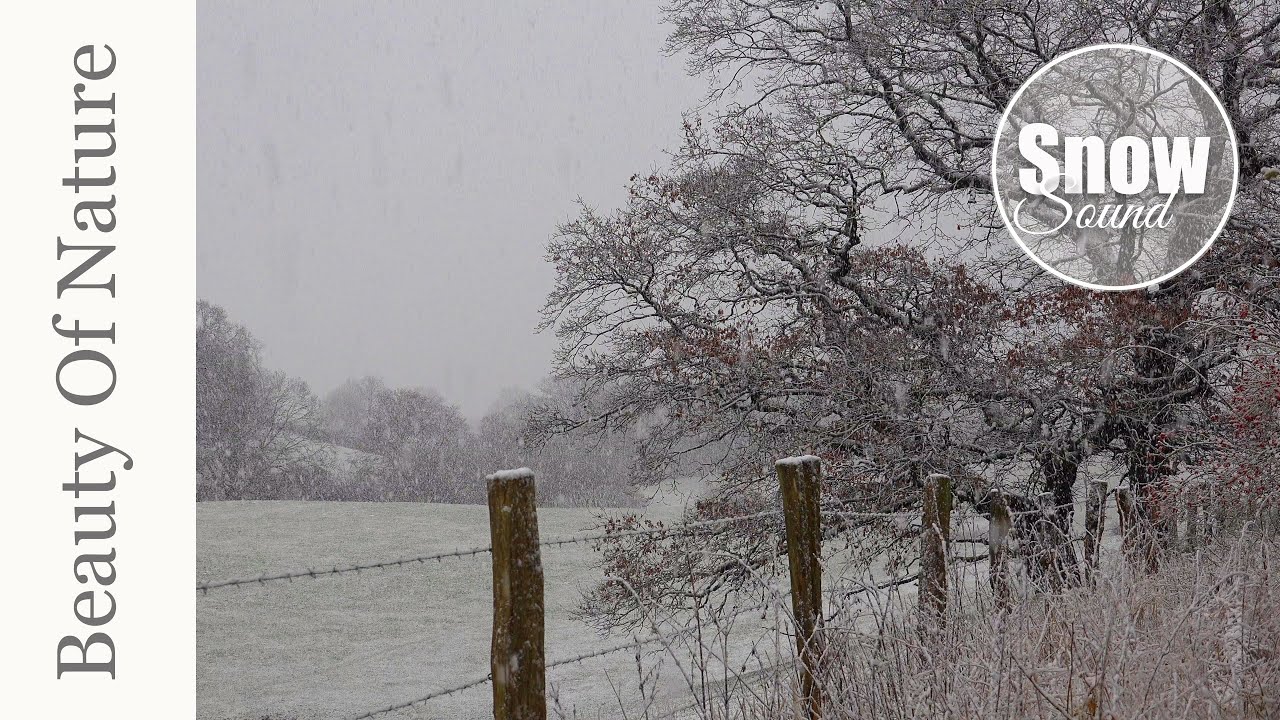 4K Snowfall - Peaceful Snowing - Snow Falling - Relaxing Winter Video ...